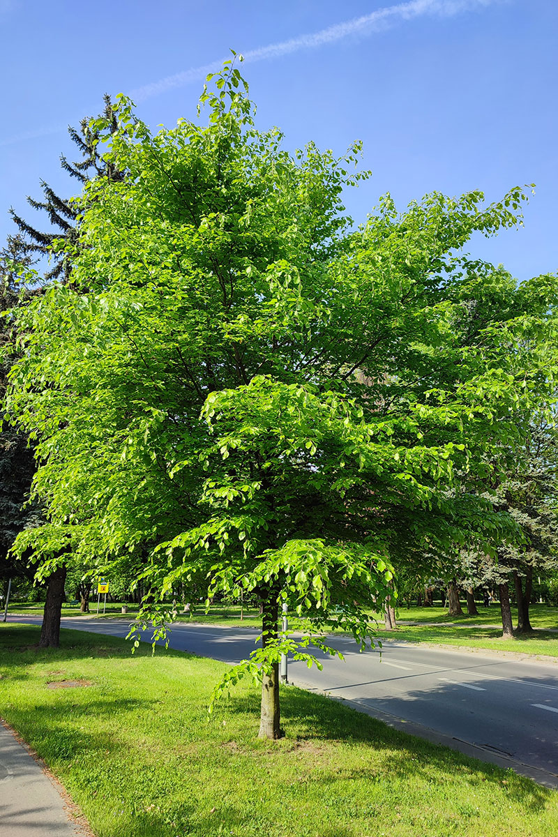 Buk pospolity - Fagus sylvatica - Duże drzewa - Galeria Ogrodowa.pl