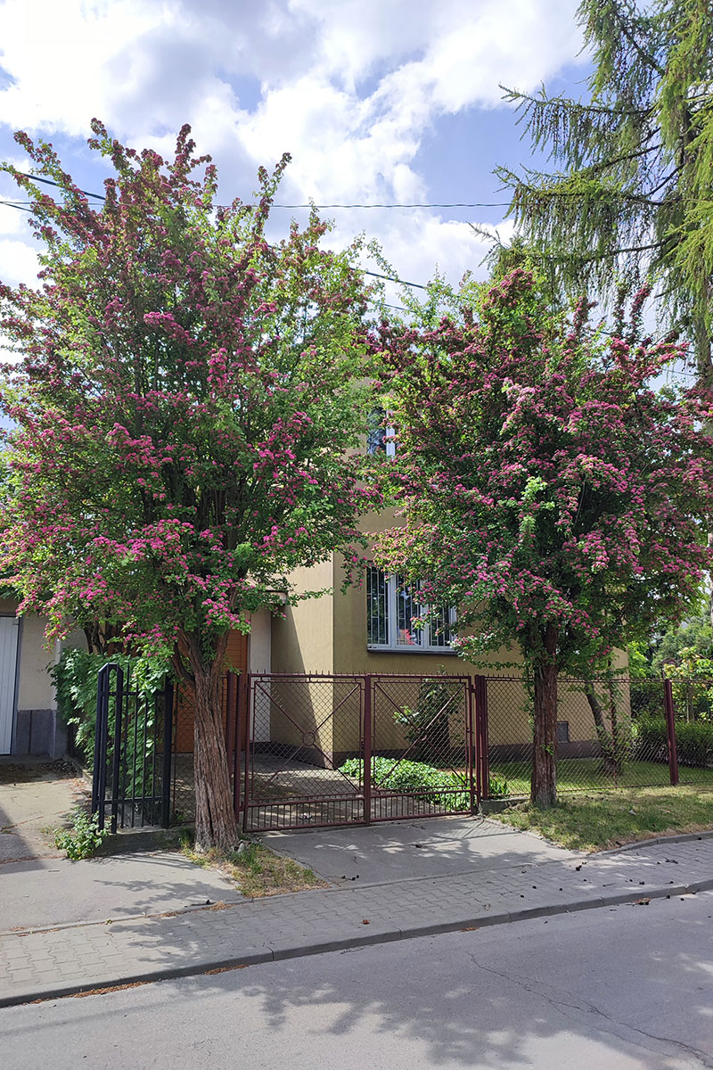 Głóg pośredni 'Paul's Scarlet' - Crataegus x media - Duże drzewa ...