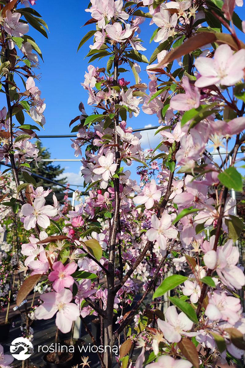 Jabłoń 'Ola' - Malus - Duże drzewa - Galeria Ogrodowa.pl