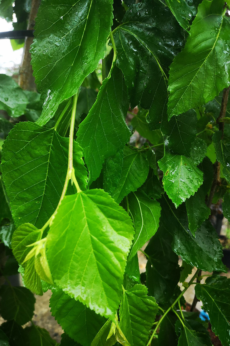 Morwa biała 'Pendula' - Morus alba - Duże drzewa - Galeria Ogrodowa.pl