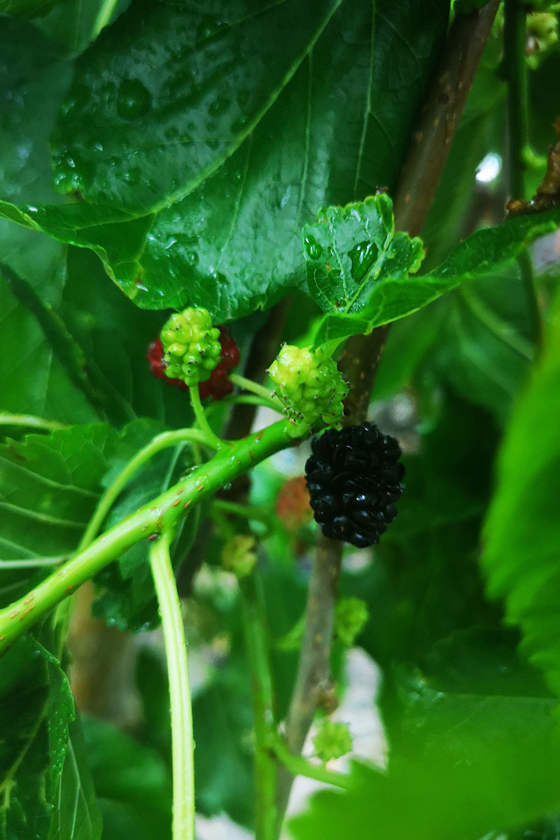 Morwa biała 'Pendula' - Morus alba - Duże drzewa - Galeria Ogrodowa.pl