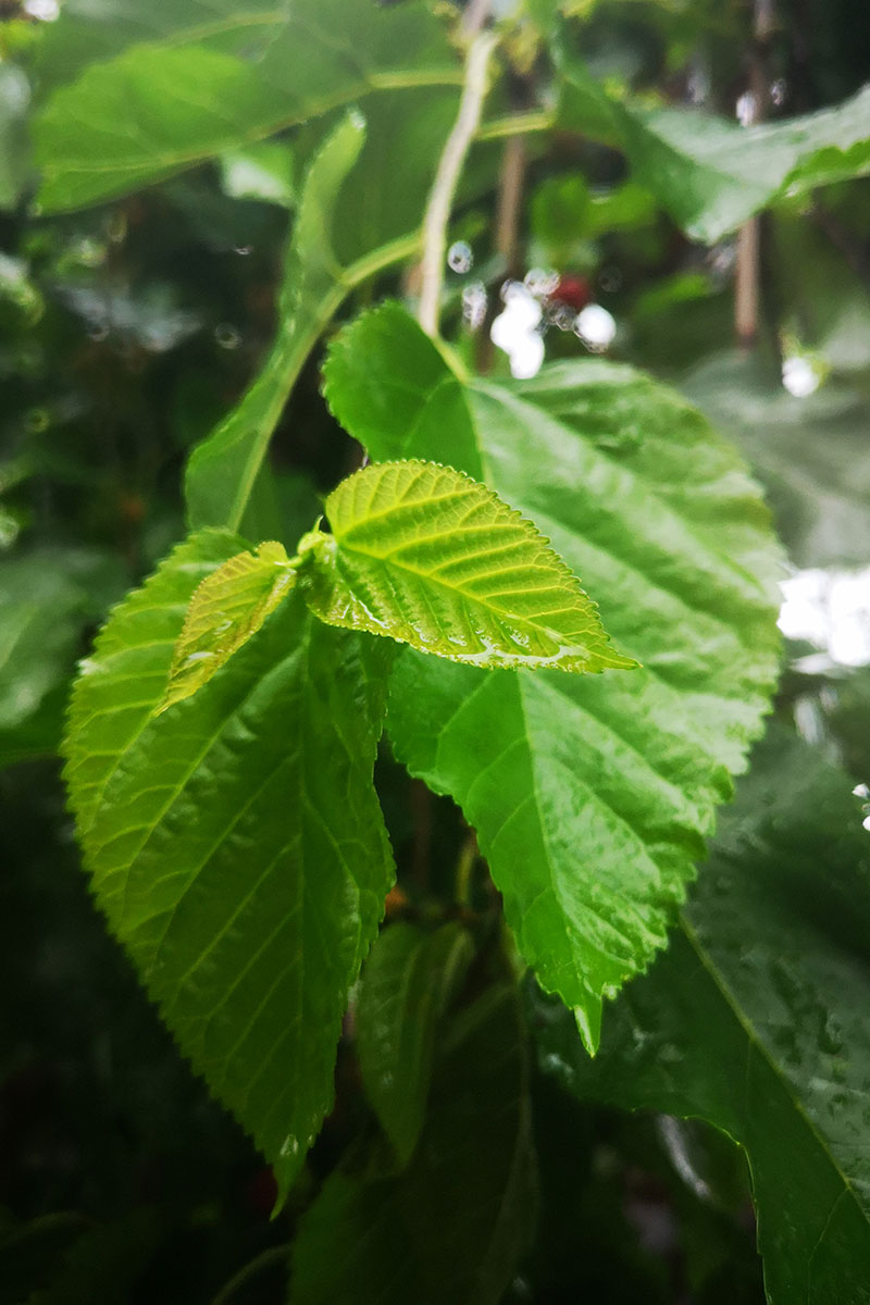 Morwa biała 'Pendula' - Morus alba - Duże drzewa - Galeria Ogrodowa.pl